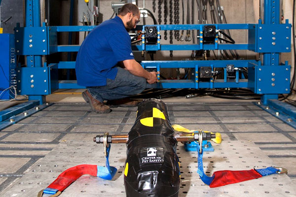 Center for Pet Safety’s proprietary test dog awaits static testing of a ...